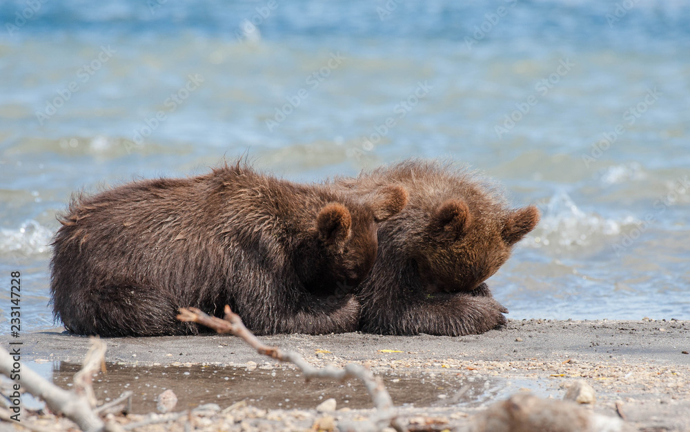 The Kamchatka brown bear is a subspecies of the brown bear, common on ...