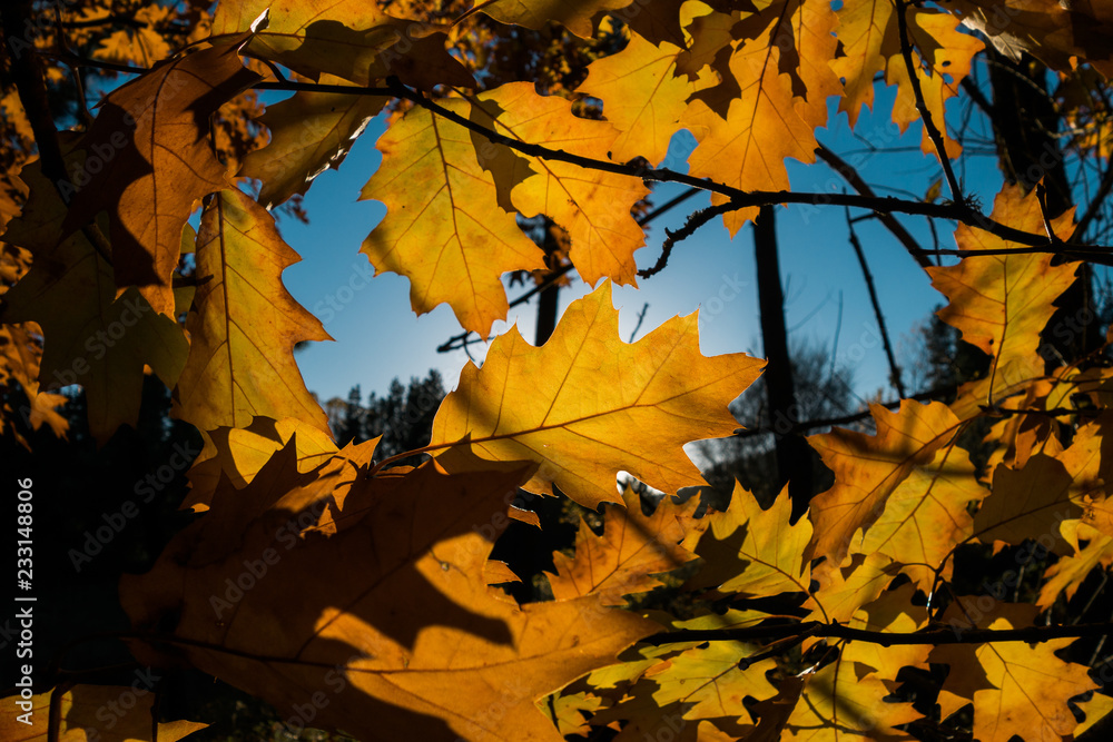 Trees and leaves showing autumn / fall colors in Galicia, Spain Stock ...