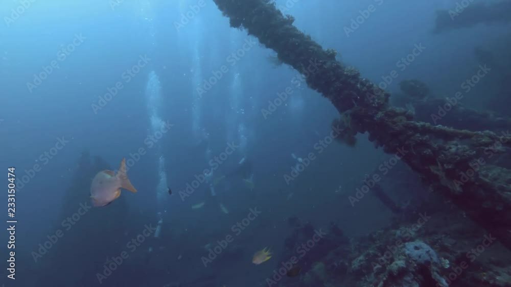 Snapper swim near the board shipwreck USAT Liberty. Black Spot Snapper ...