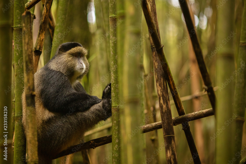 Wild and very rare golden monkey in the bamboo forest. Unique and ...