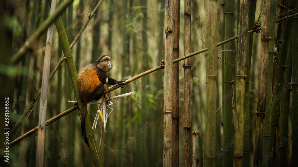 Wild and very rare golden monkey in the bamboo forest. Unique and ...