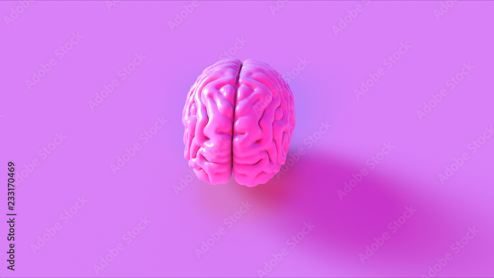 Pink Human brain Anatomical Model 3d illustration 3d rendering Stock ...