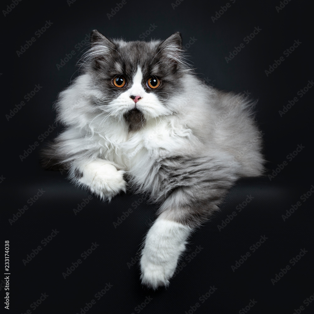 Majestic black smoke British Longhair cat kitten laying down with one ...