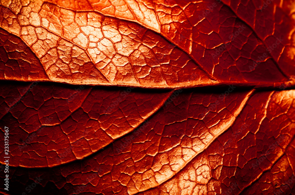 Red and sepia toned dry leaf rugged surface structure extreme macro ...