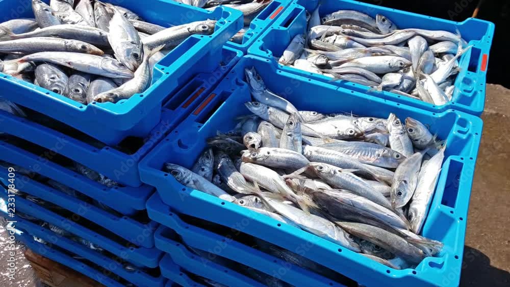 Blue plastic containers with catch of sea fish, shrimps, oysters, squid ...