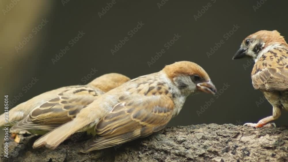 Philippine Maya Bird or Eurasian Tree Sparrow or Passer montanus ...
