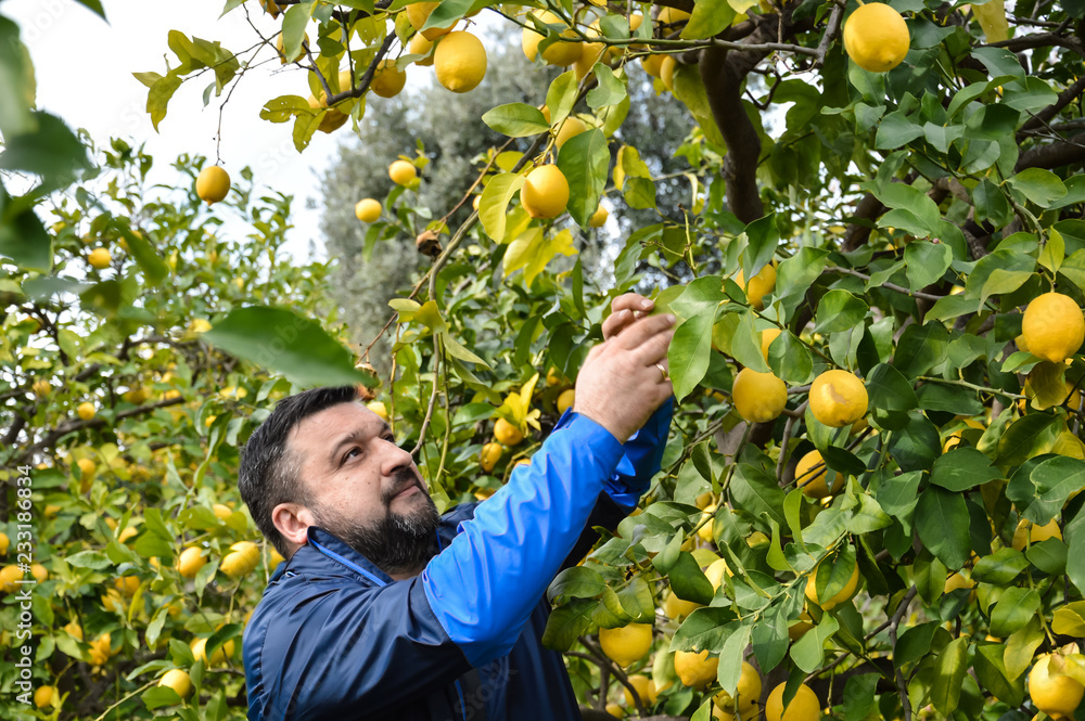 Lemon tree harvesting Stock Photo | Adobe Stock