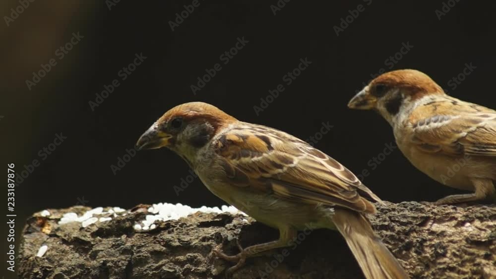 Philippine Maya Bird or Eurasian Tree Sparrow or Passer montanus ...