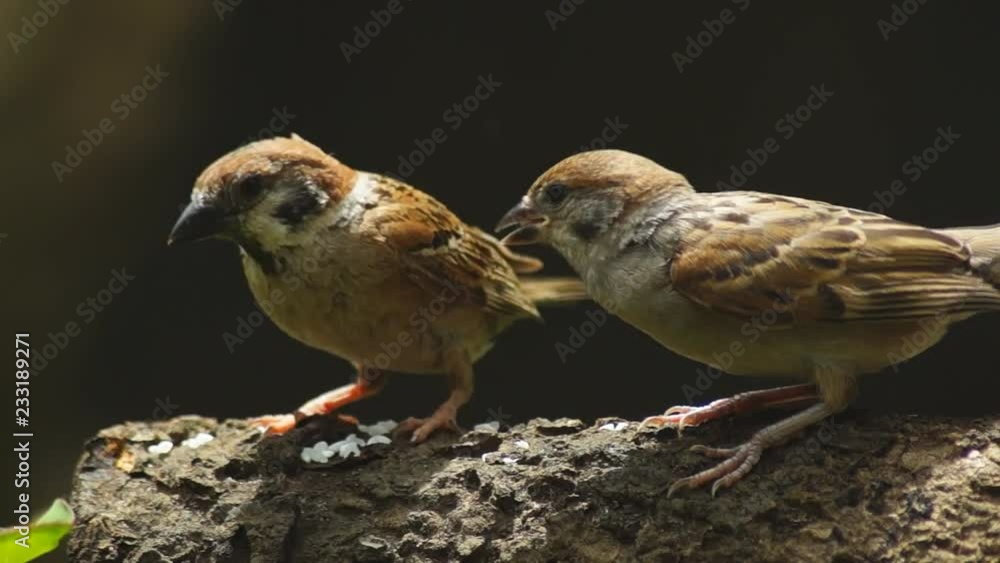 Philippine Maya Bird or Eurasian Tree Sparrow or Passer montanus ...