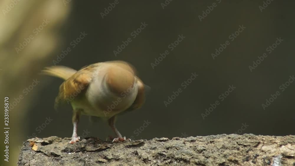 Philippine Maya Bird or Eurasian Tree Sparrow or Passer montanus ...
