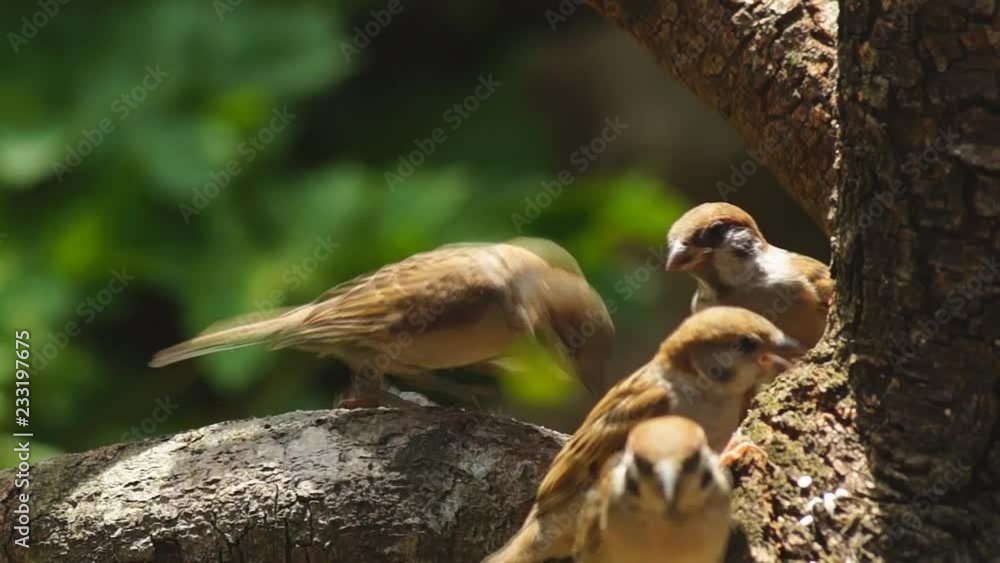Maya Bird Philippines