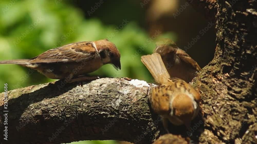 Philippine Maya Bird or Eurasian Tree Sparrow or Passer montanus ...