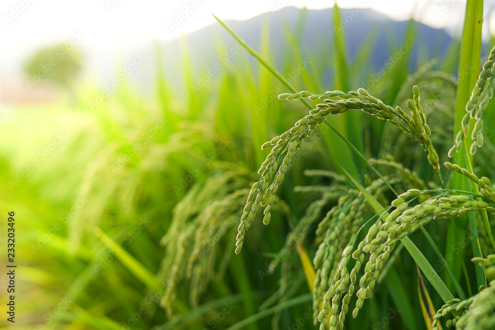 Close up Japanese rice field, Paddy field Stock Photo | Adobe Stock