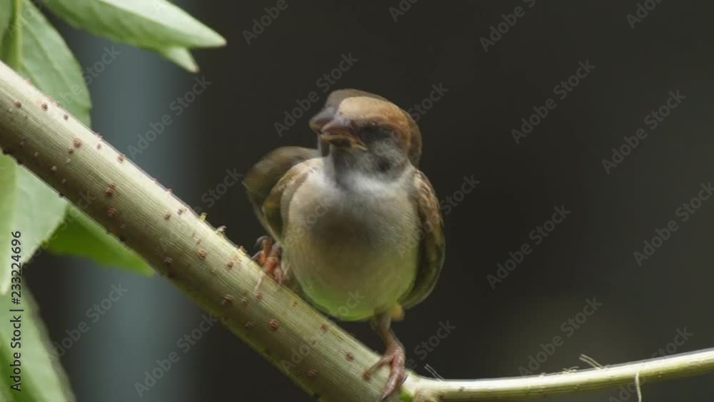 Philippine Maya or Eurasian Tree Sparrow or Passer montanus perch on ...