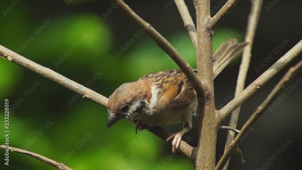 Philippine Maya or Eurasian Tree Sparrow or Passer montanus perch on ...