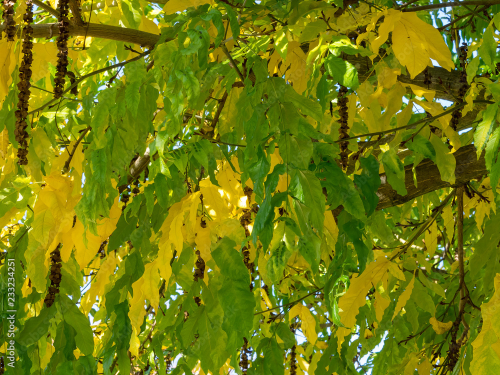 Longs épis d'été du ptérocaryer du Caucase (pterocarya fraxinifolia ...