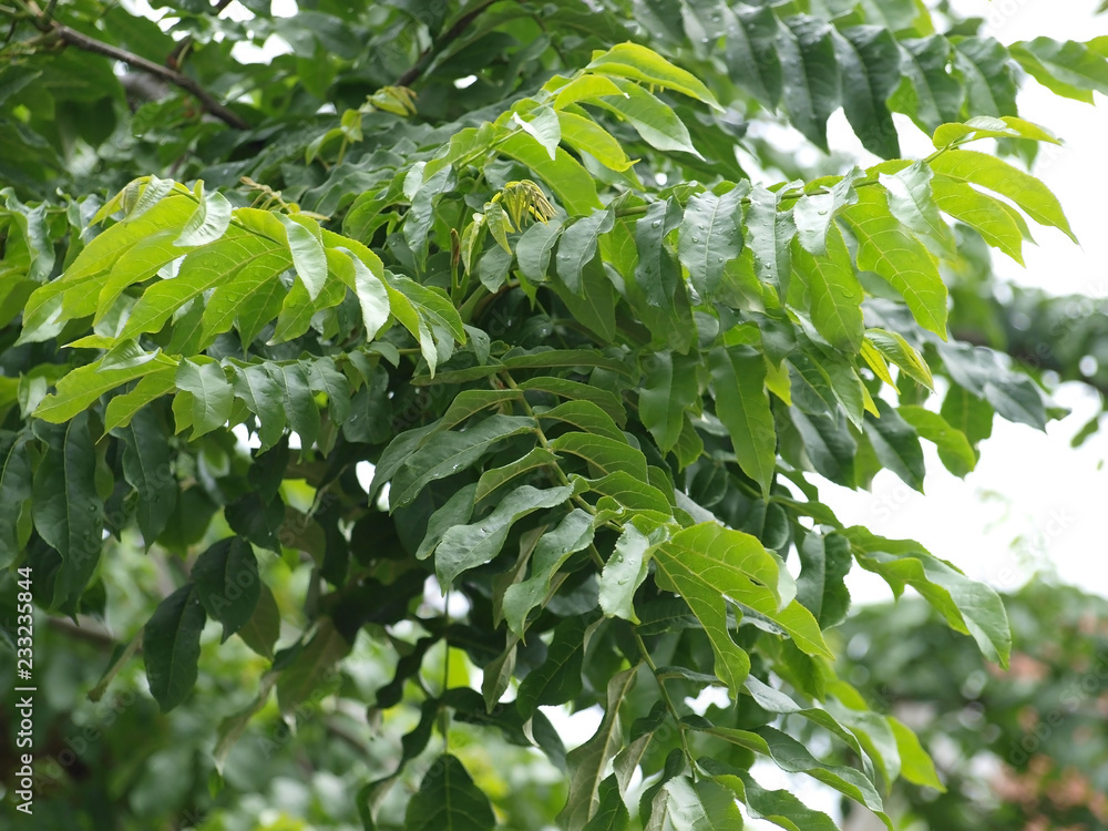 Longues feuilles aux nombreuses folioles vert foncé du ptérocaryer du ...