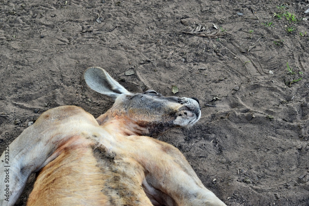 Red Kangaroo Muscles