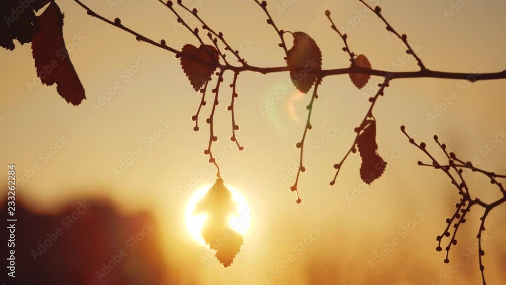 Autumn dry tree branch at sunset silhouette sunlight landscape. Autumn ...