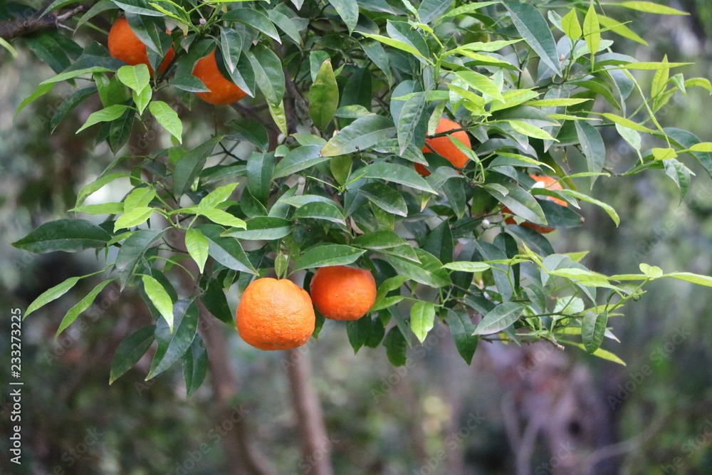 Mandarin fruits in the Latomia del Paradiso at Syracuse, Sicily Italy ...