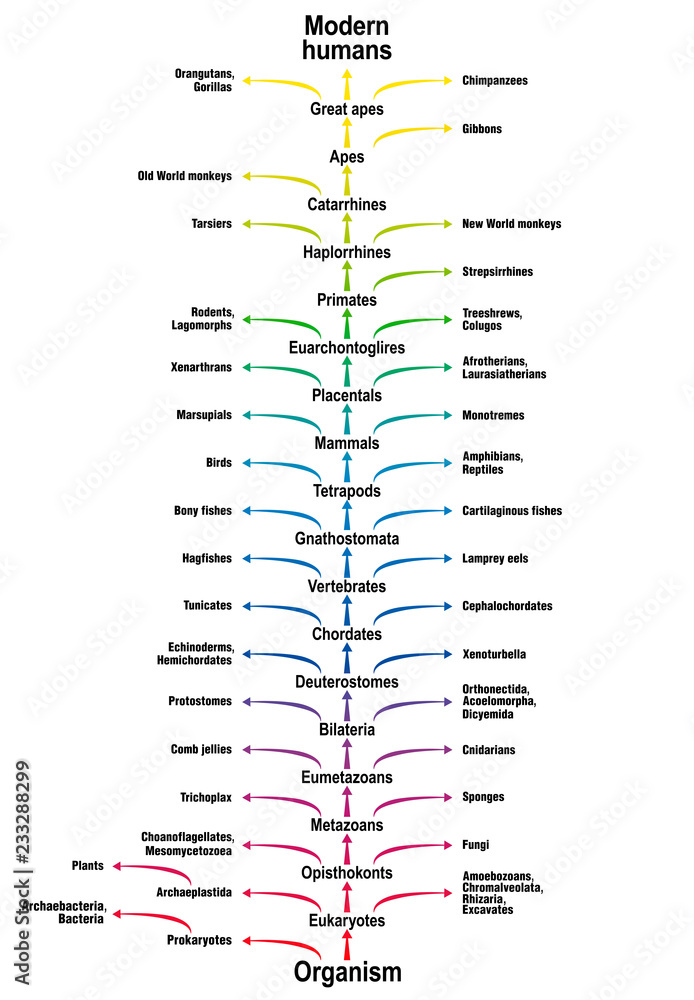 Tree of life of all living beings. Phylogenetic tree of biological ...