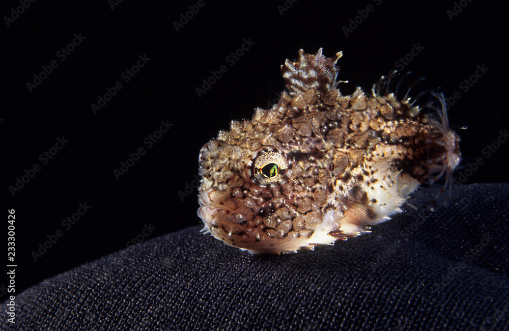 Atlantic Spiny Lumpsucker underwater in the St. Lawrence River Stock ...