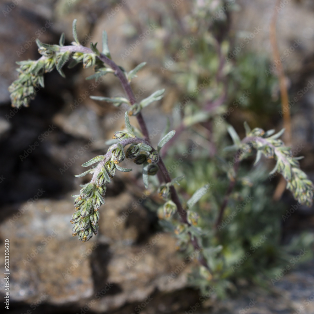 Alpine wild flower Artemisia Genipi Weber (Artemisia Spicata ...