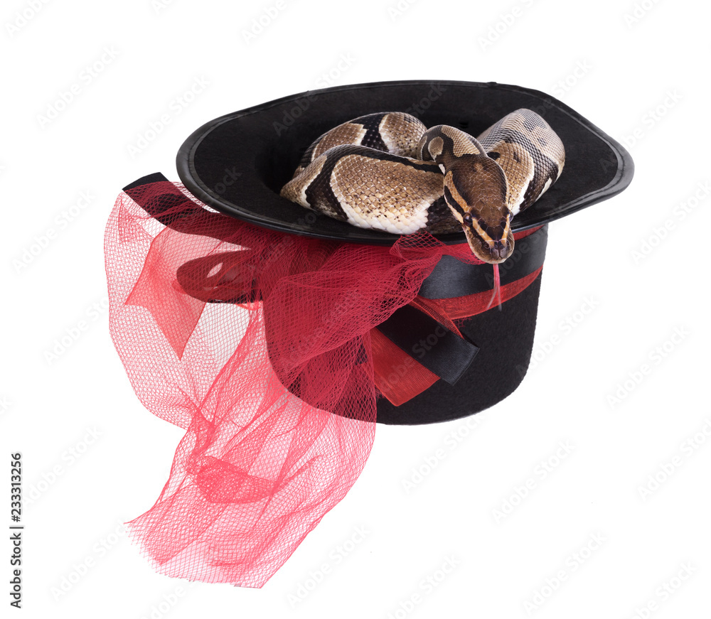 Ball Python Hat
