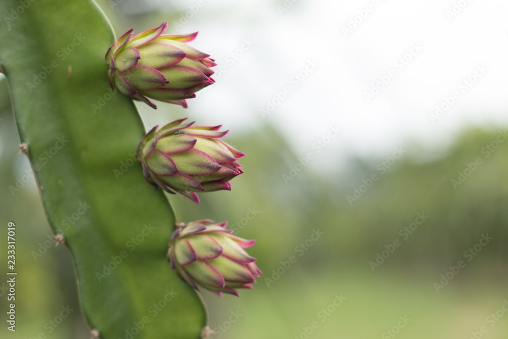 Pitahaya flower on plant, Patahaya tree or dragon fruit tree on ...