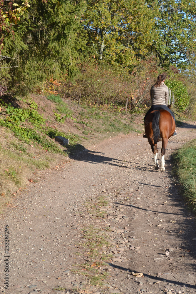 promenade à cheval, équitation, cavalier sur son cheval brun, Alsace ...