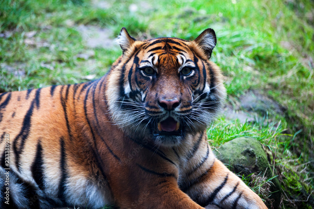 Muzzle Tiger closeup Tiger lying down and looking to the forest. Large ...