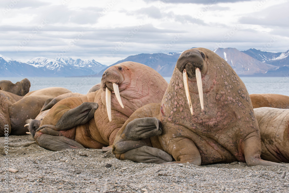 The walrus is a marine mammal, the only modern species of the walrus ...