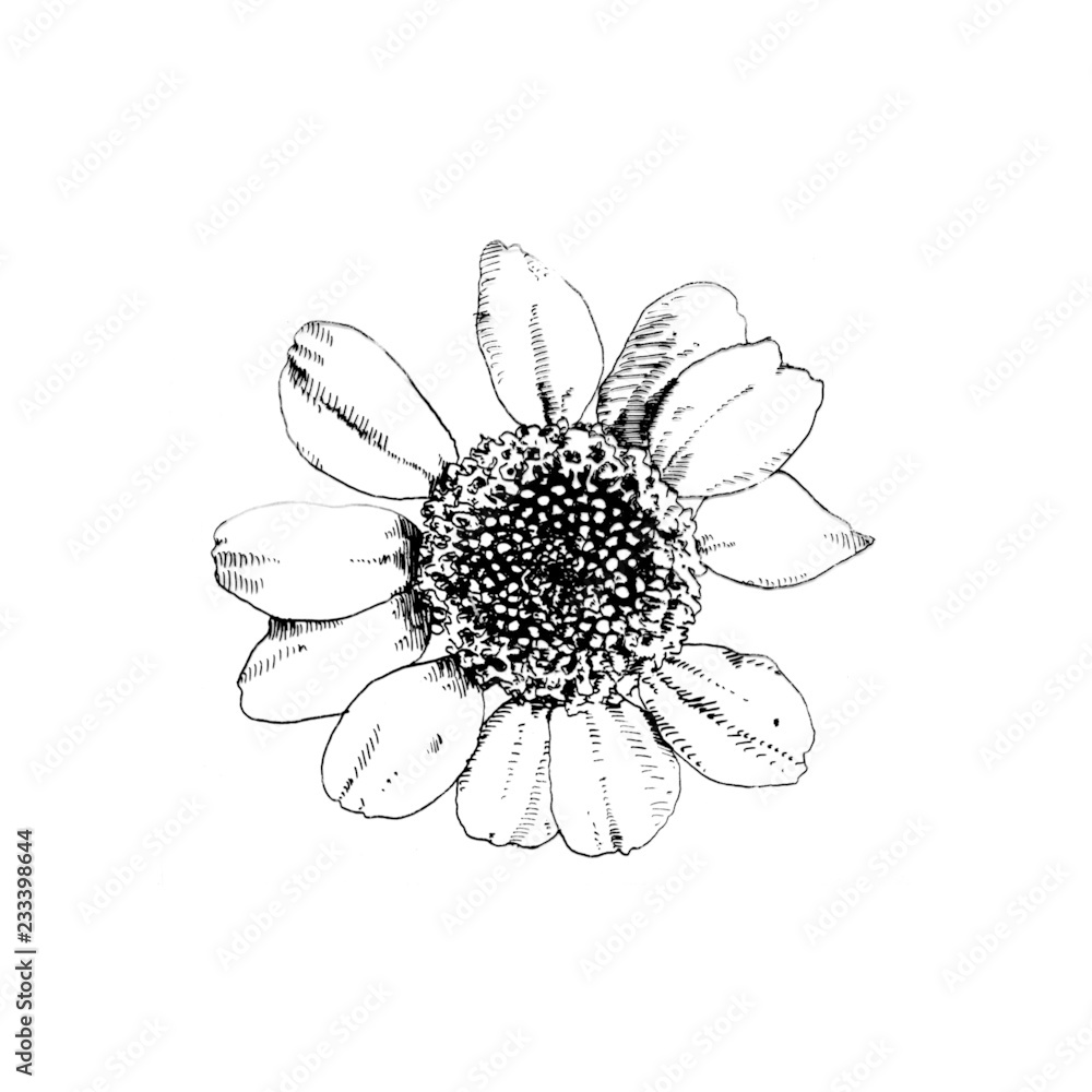 Drawing of a natural daisy like flower with messy petals / Freehand ...