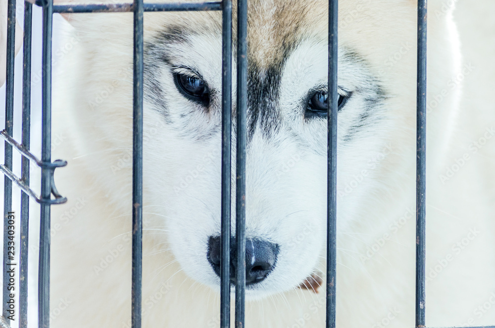 Siberian Husky puppy dog in cage behind bars. Close up Husky breed ...