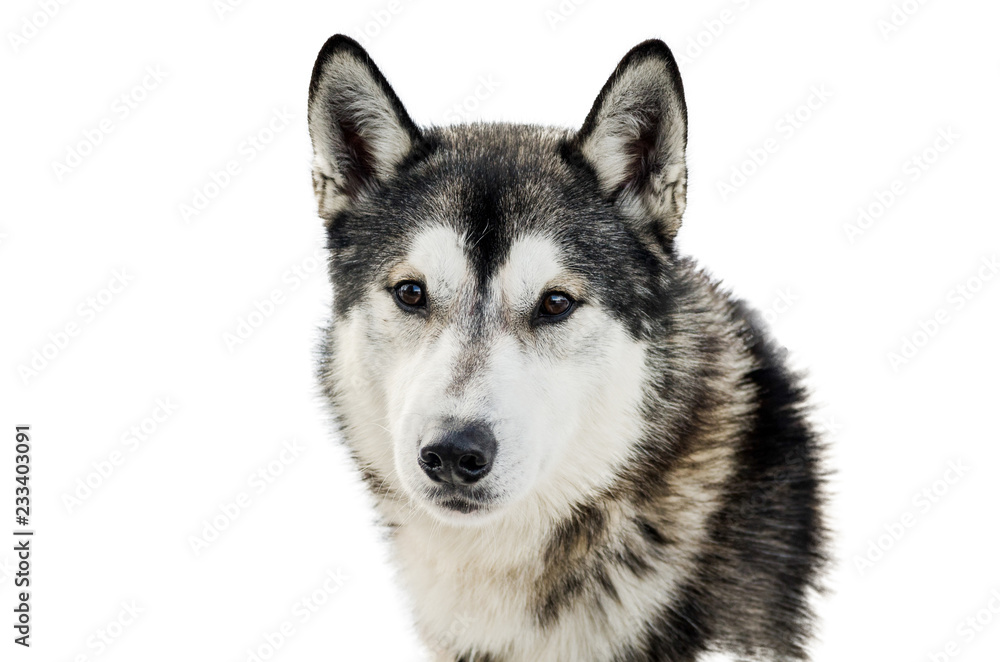 One Siberian Husky dog face. Close up Husky breed portrait. Husky dog ...