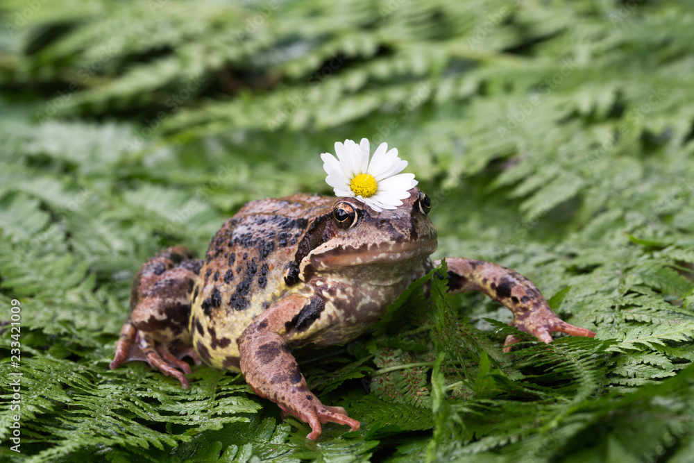 Frog with a flower on the head Stock Photo | Adobe Stock