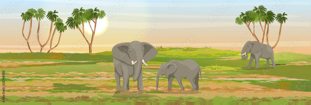 Family of African elephants in the savannah. Doum palm on the horizon ...