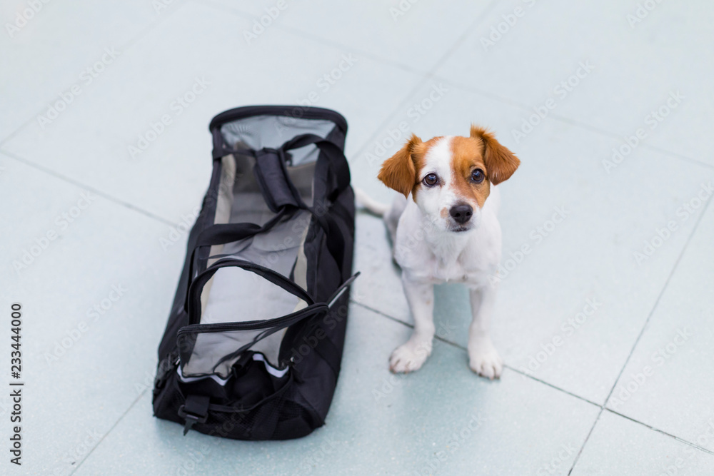 cute small dog with his travel bag ready to get on board the airplane ...