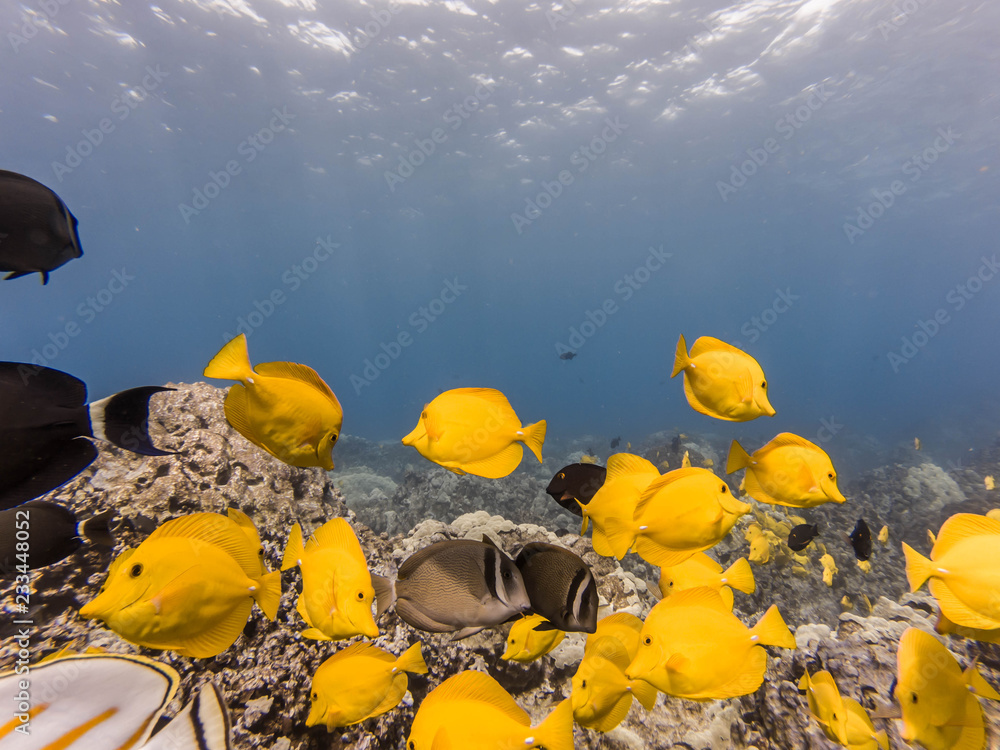 Fische im Two-Step Riff, Big Island, Hawaii Stock Photo | Adobe Stock