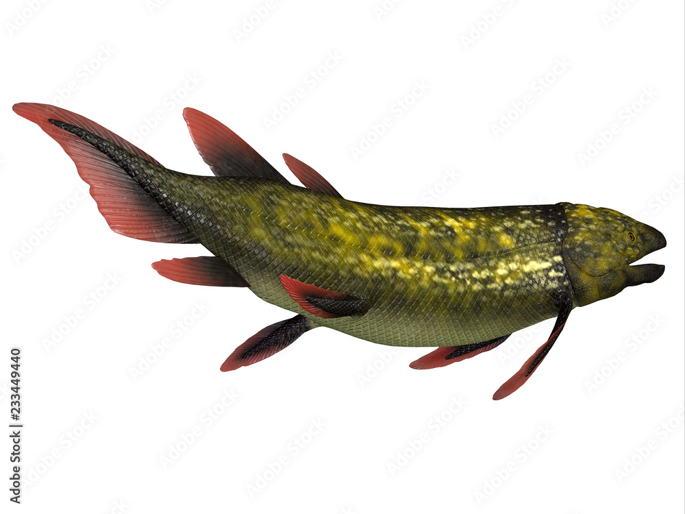 Dipterus Fish Tail - Dipterus was a freshwater fish species that lived ...