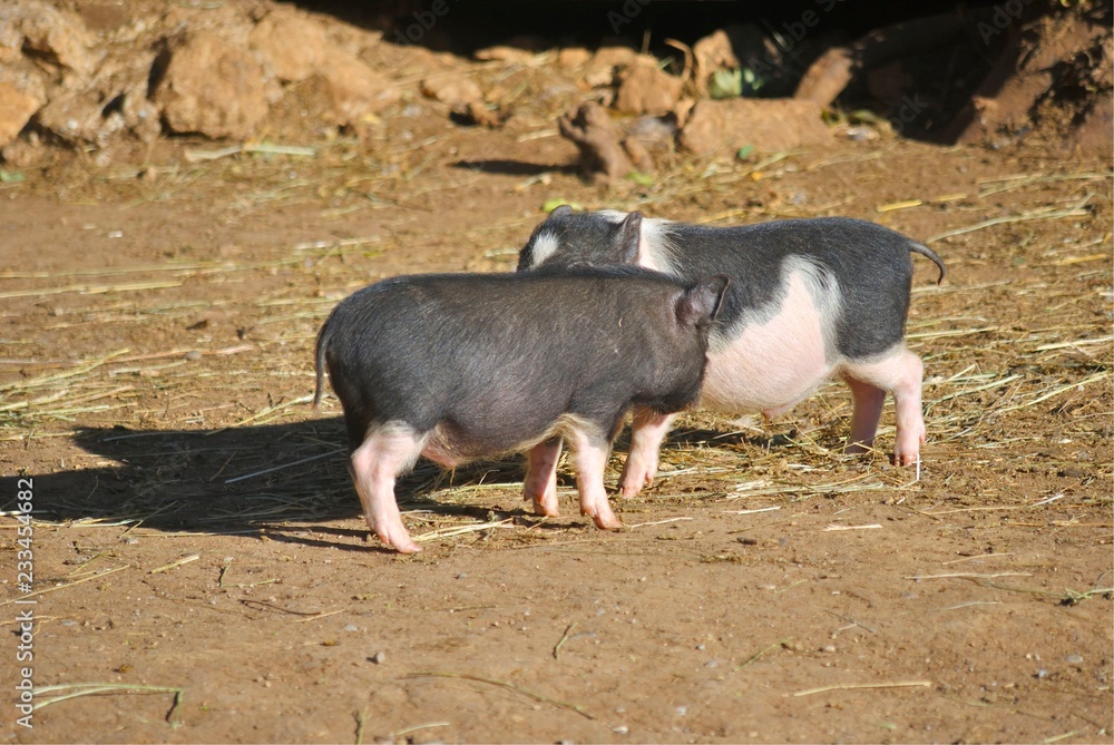 Two Little Pigs