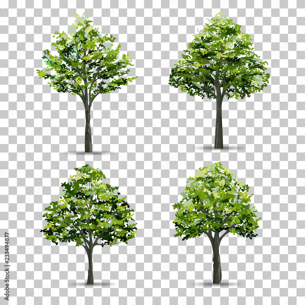 Collection of Tree isolated on transparent background with soft shadow ...