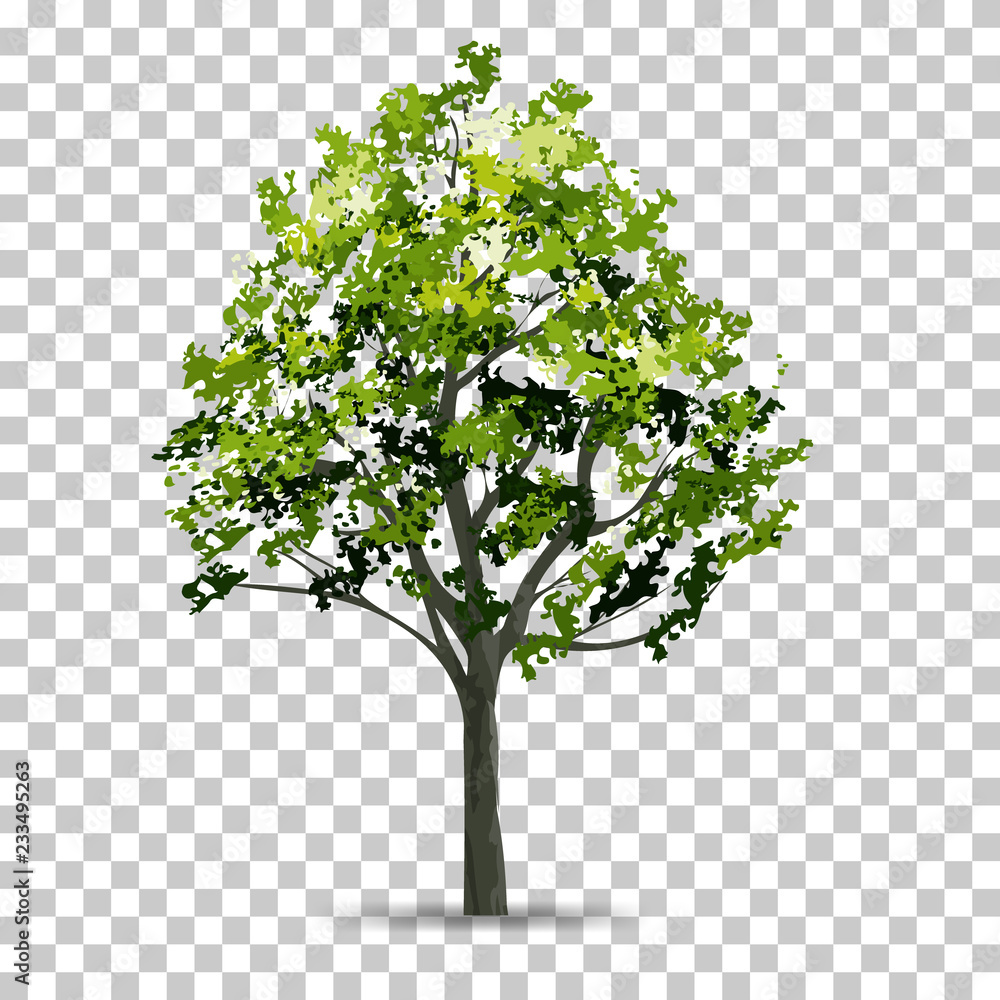 Tree isolated on transparent background with soft shadow. Use for ...