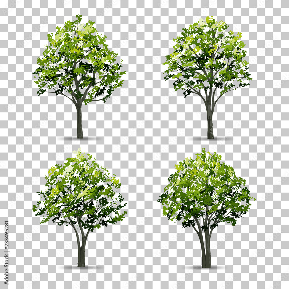 Collection of Tree isolated on transparent background with soft shadow ...