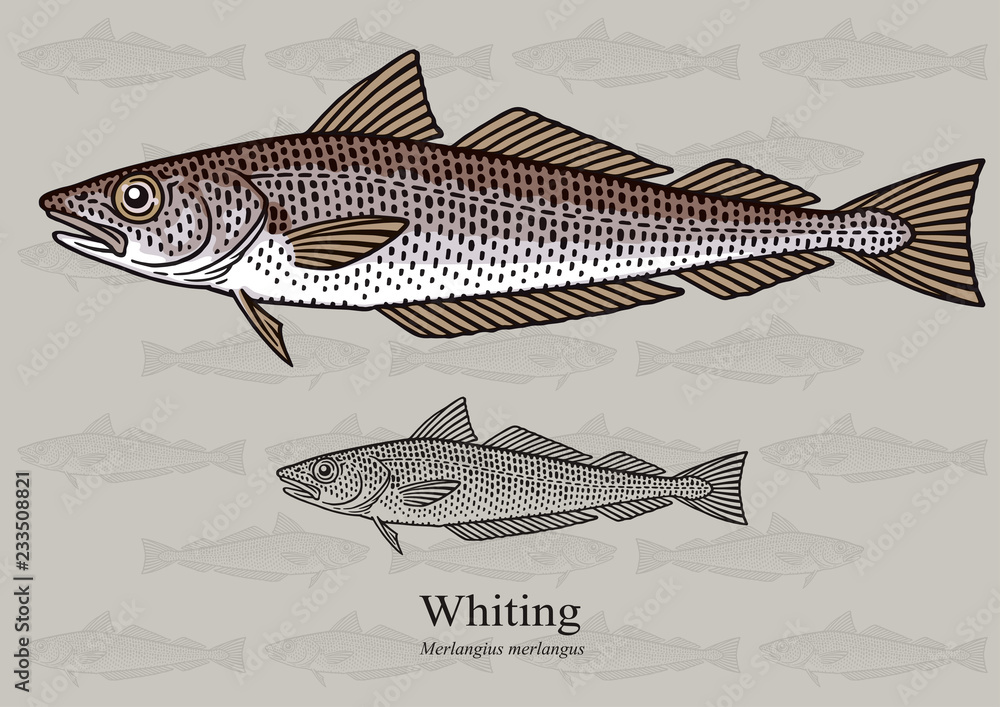 Whiting. Vector illustration with refined details and optimized stroke ...
