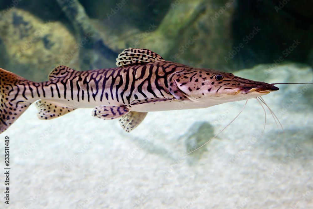 Tiger Shovelnose catfish. Tiger catfish lives in nature in the Amazon ...