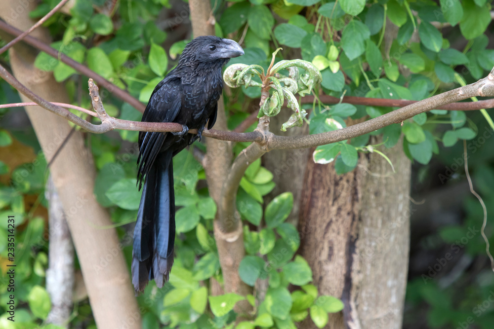 smooth-billed ani tree that sits on a tree branch at the edge of the ...