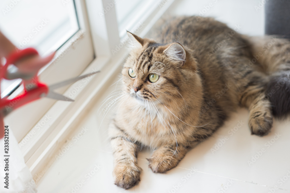 Damaged of cutting cat whiskers. Man hands was holding a scissors to ...