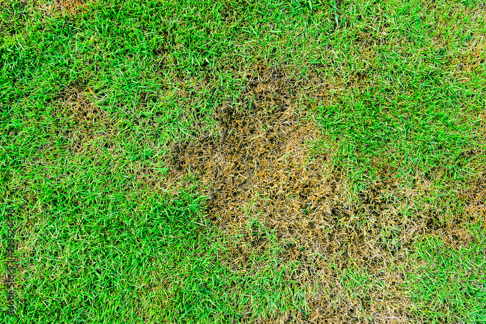 Grass texture. Grass background. patchy grass, lawn in bad condition ...