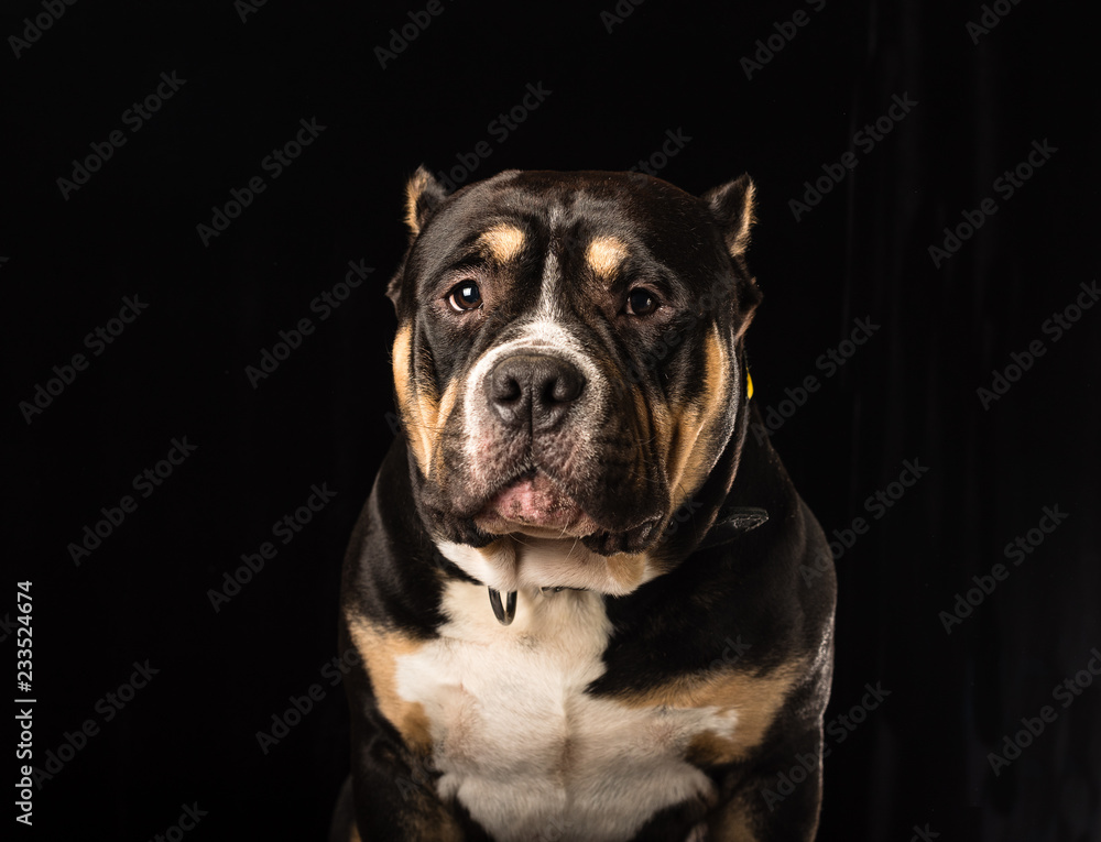 How Old American Bully Male To Breed